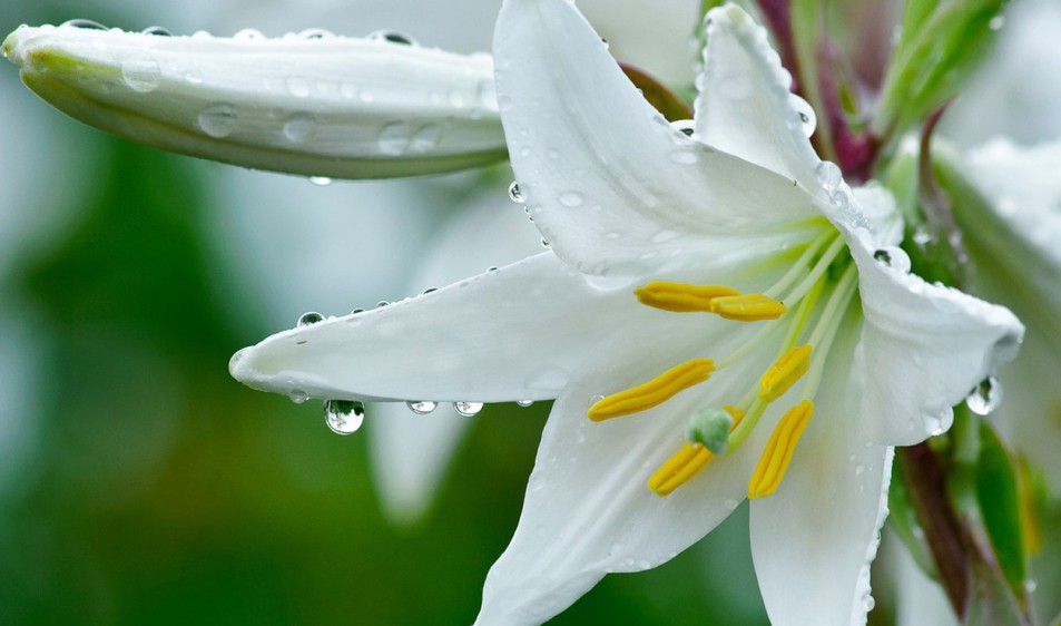 List Of Flowers That Symbolize Peace - Smooth Connecting